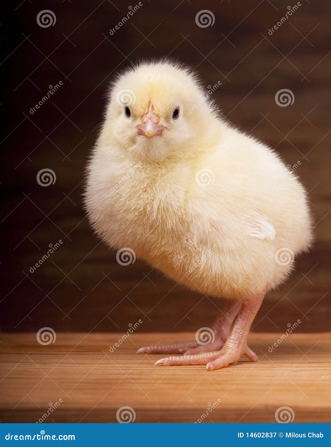 Pollo del bebé imagen de archivo. Imagen de adorable - 14602837