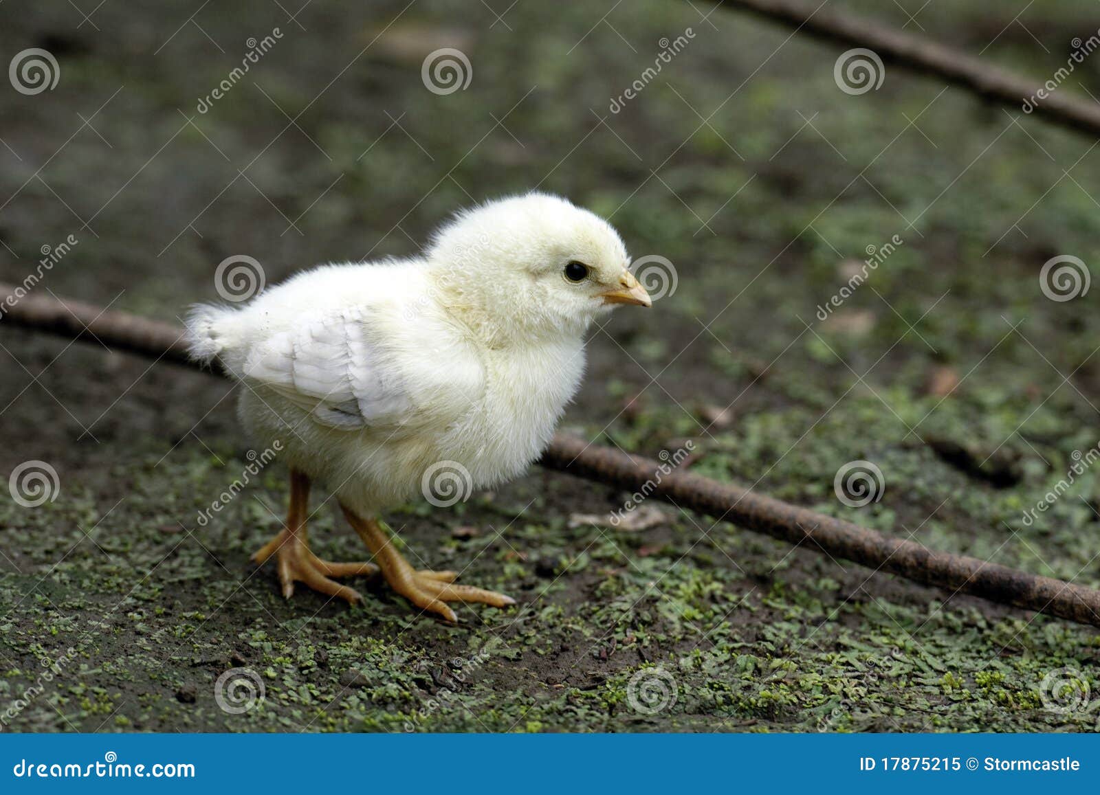 Pollo del bebé imagen de archivo. Imagen de nacimiento - 17875215