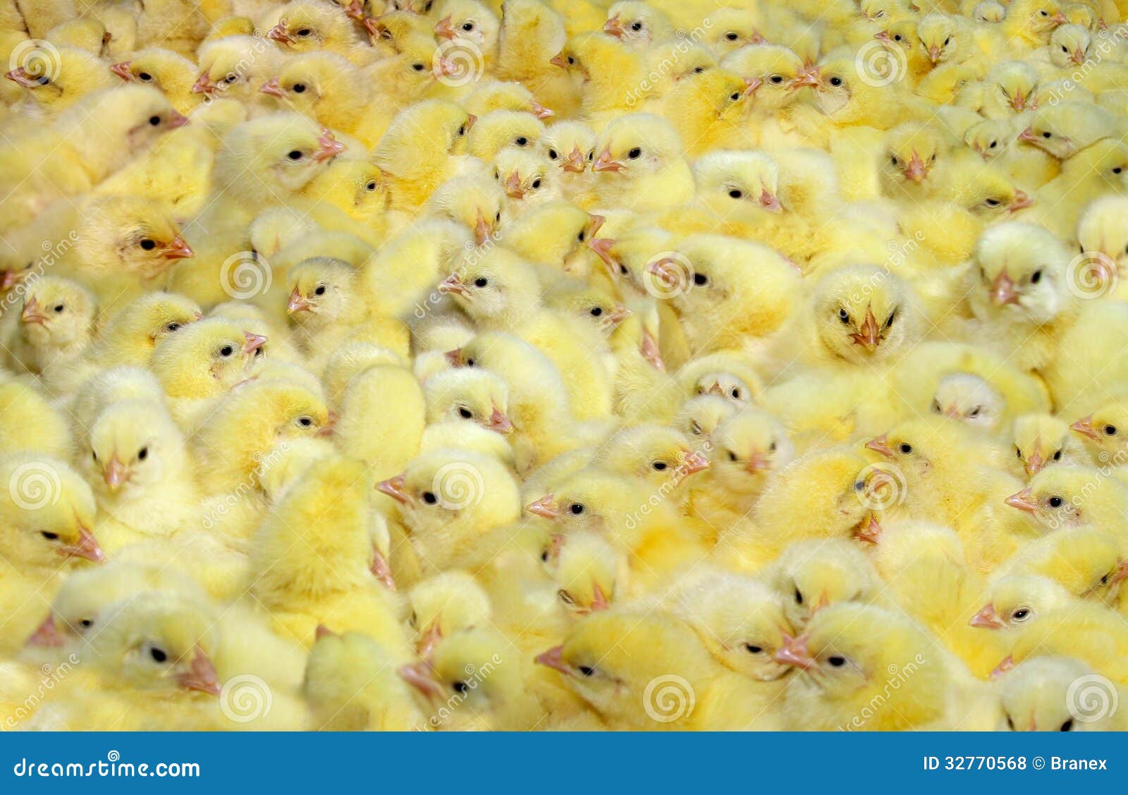 Pollo del bebé foto de archivo. Imagen de aves, huevos - 32770568