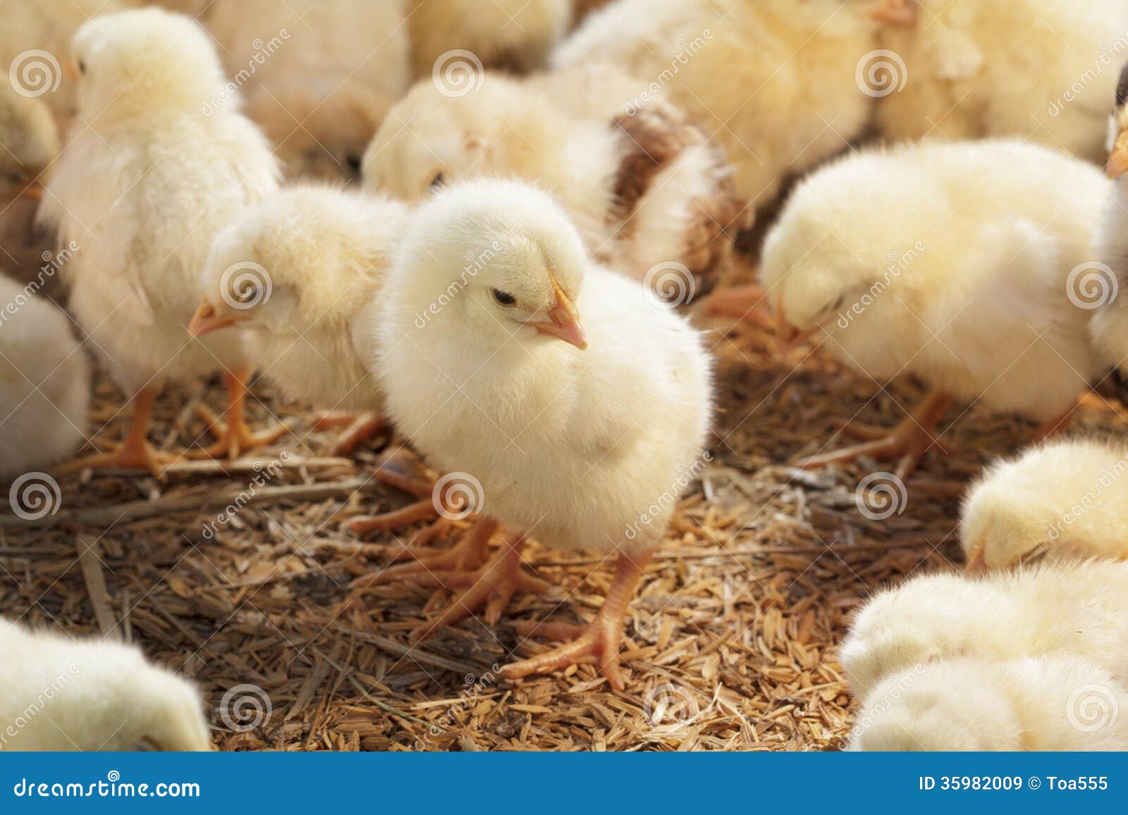 Pollo Del Bebé En Granja Avícola Imagen de archivo - Imagen de ...