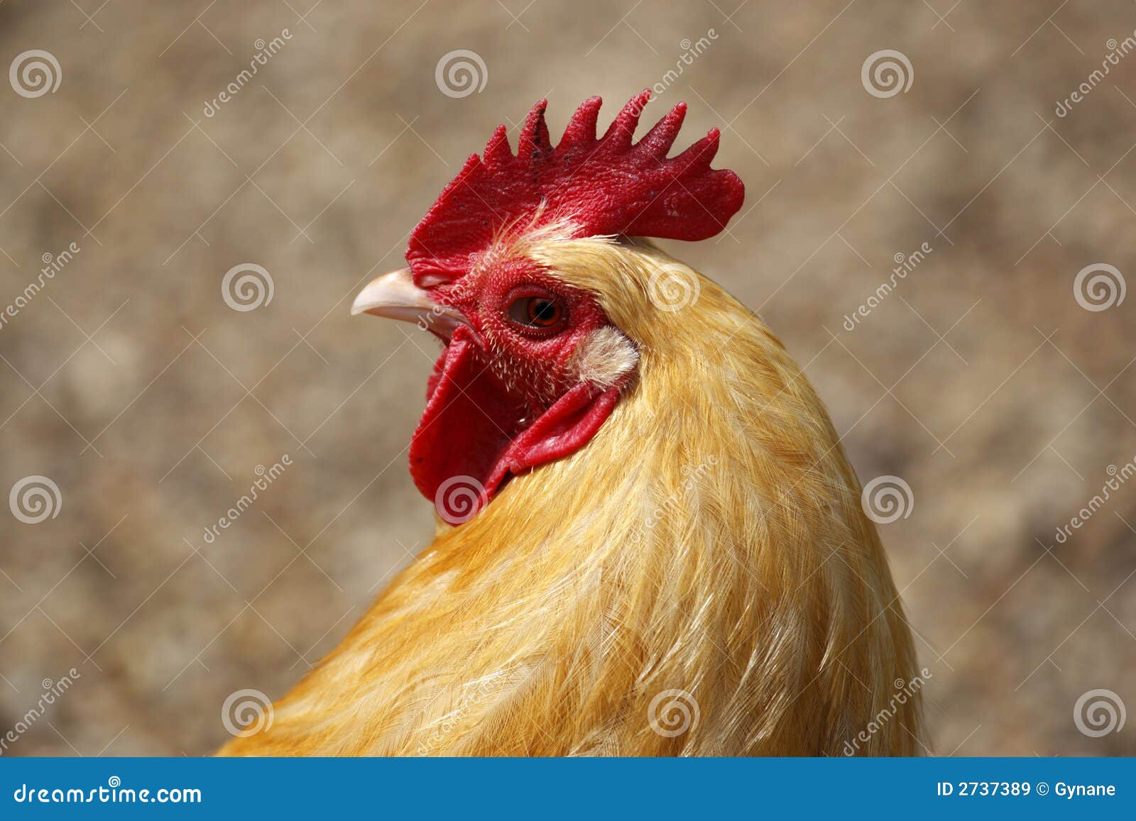 Pollo del corral imagen de archivo. Imagen de pista, corral - 2737389