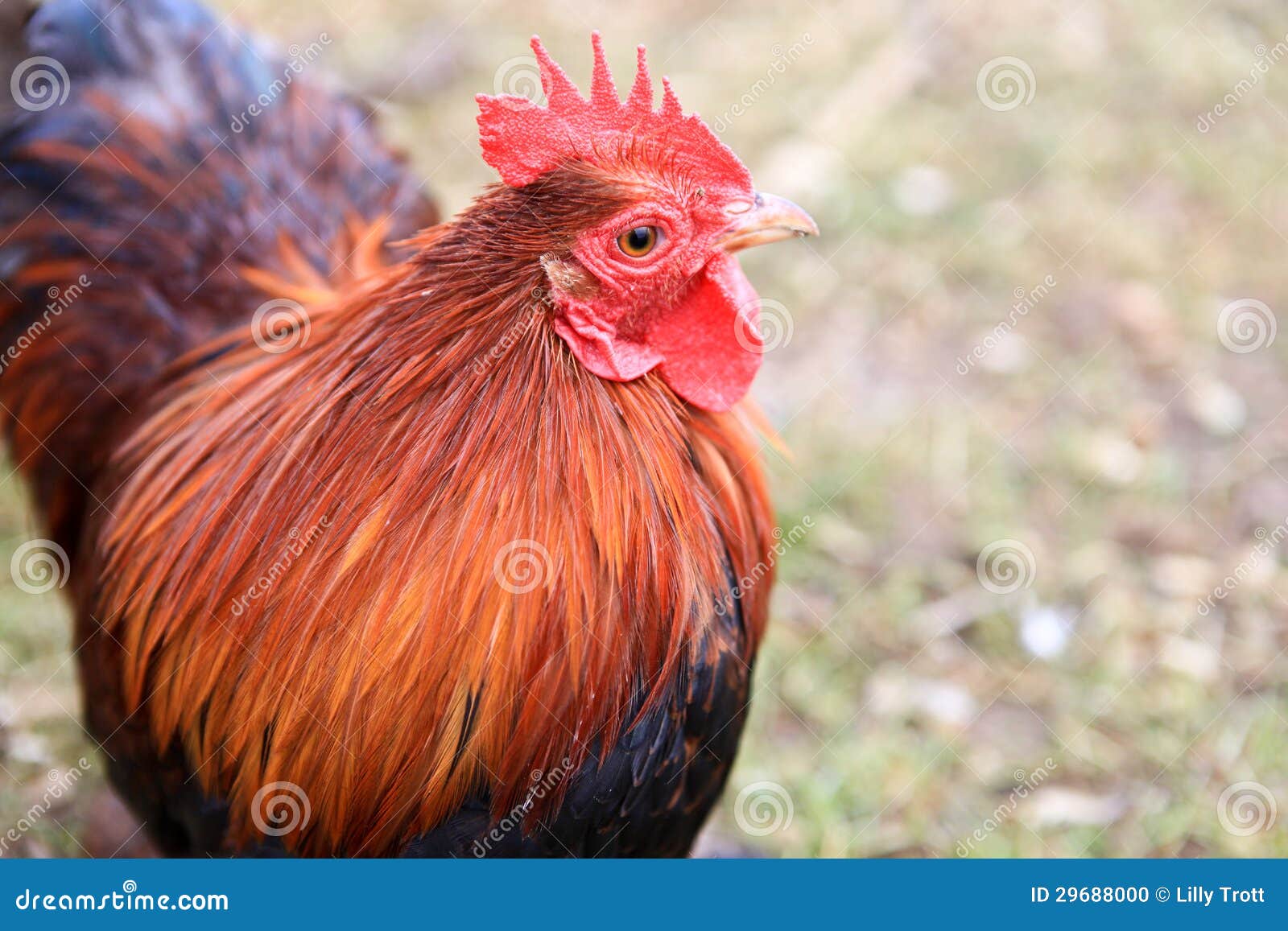 Pollo del gallo de Pekin foto de archivo. Imagen de sano - 29688000
