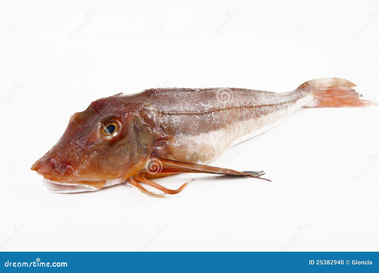 Pollo del mar foto de archivo. Imagen de alimento, pescados - 25382940
