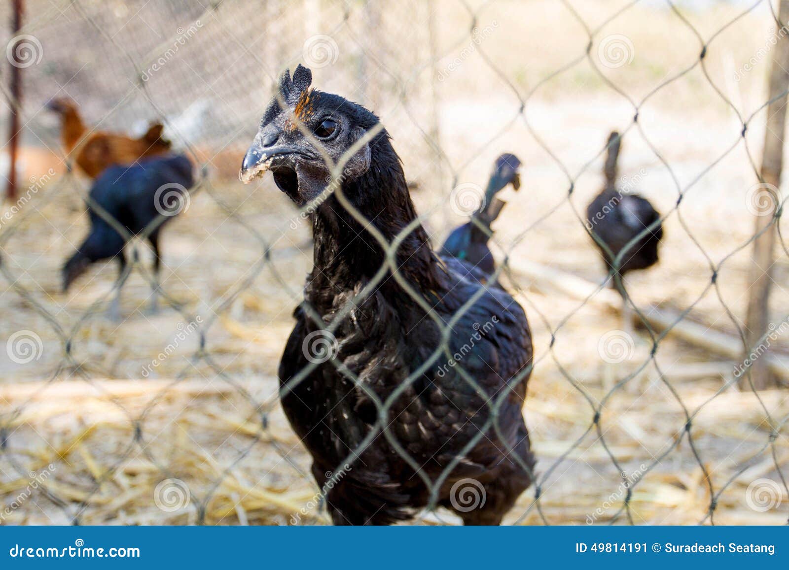 Pollo del nero di Phu Phan immagine stock. Immagine di gallina - 49814191