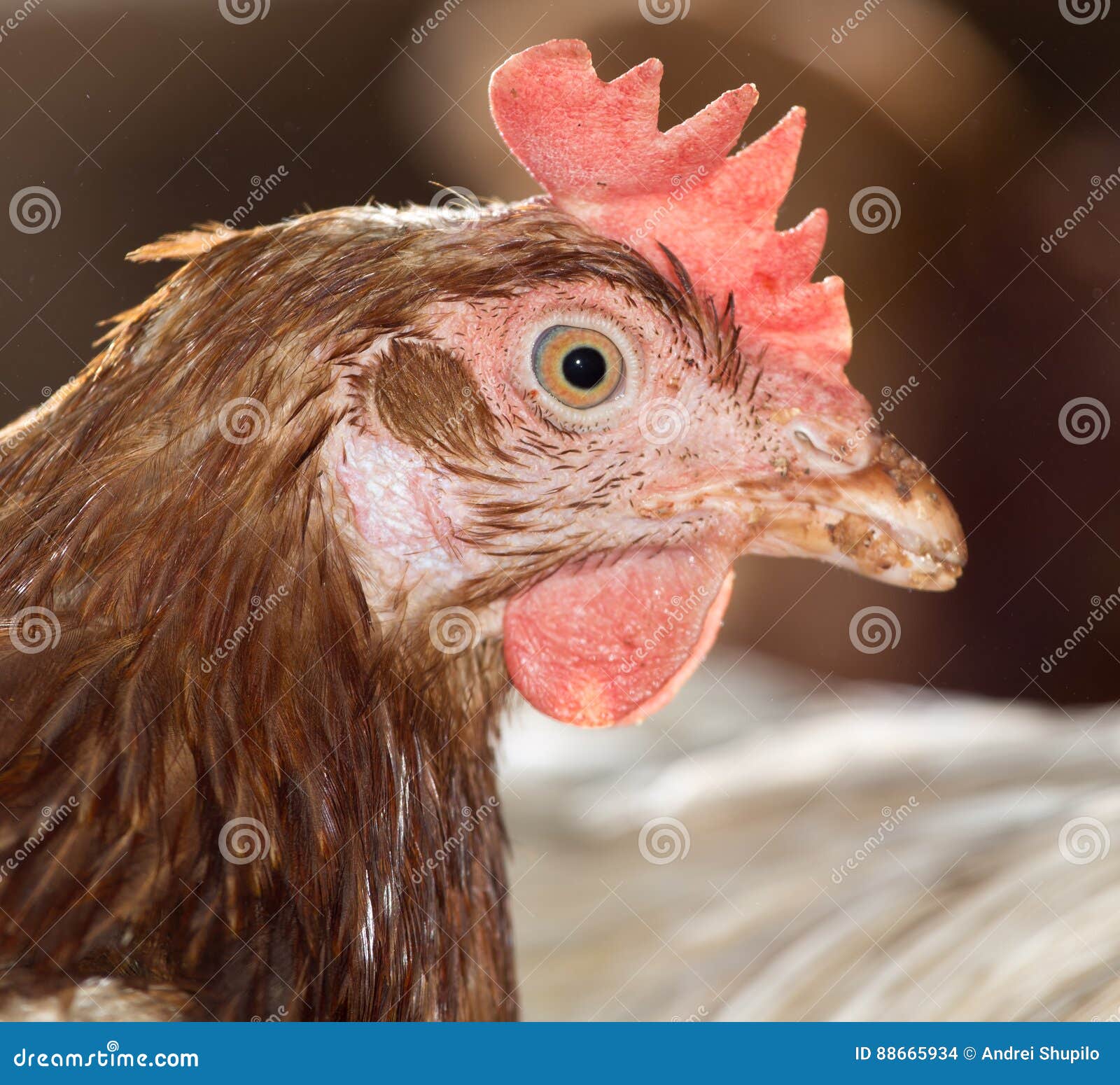 Pollo del retrato foto de archivo. Imagen de animal, agricultura - 88665934