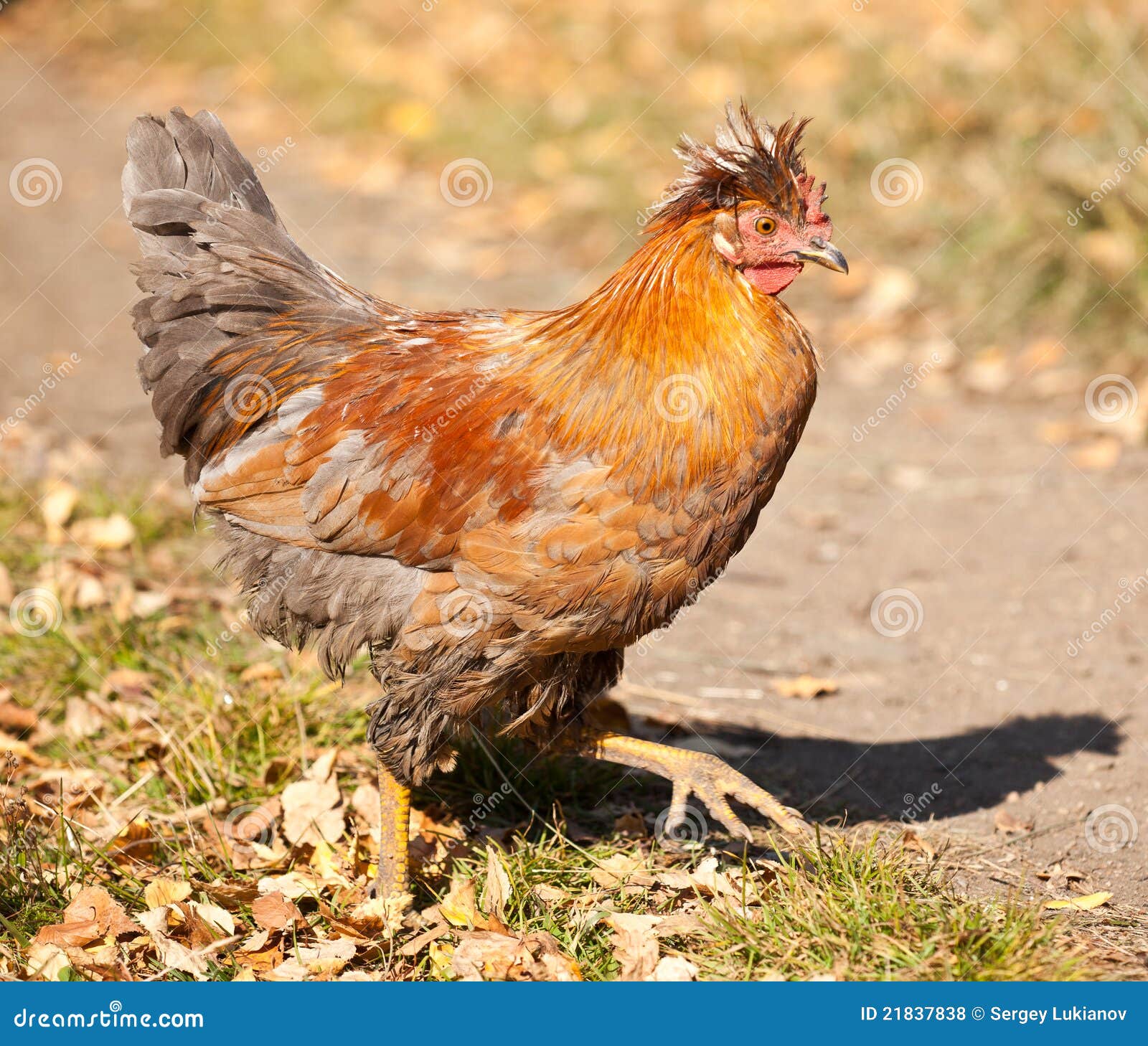 Pollo Dell'animale Domestico Fotografia Stock - Immagine di caduta ...