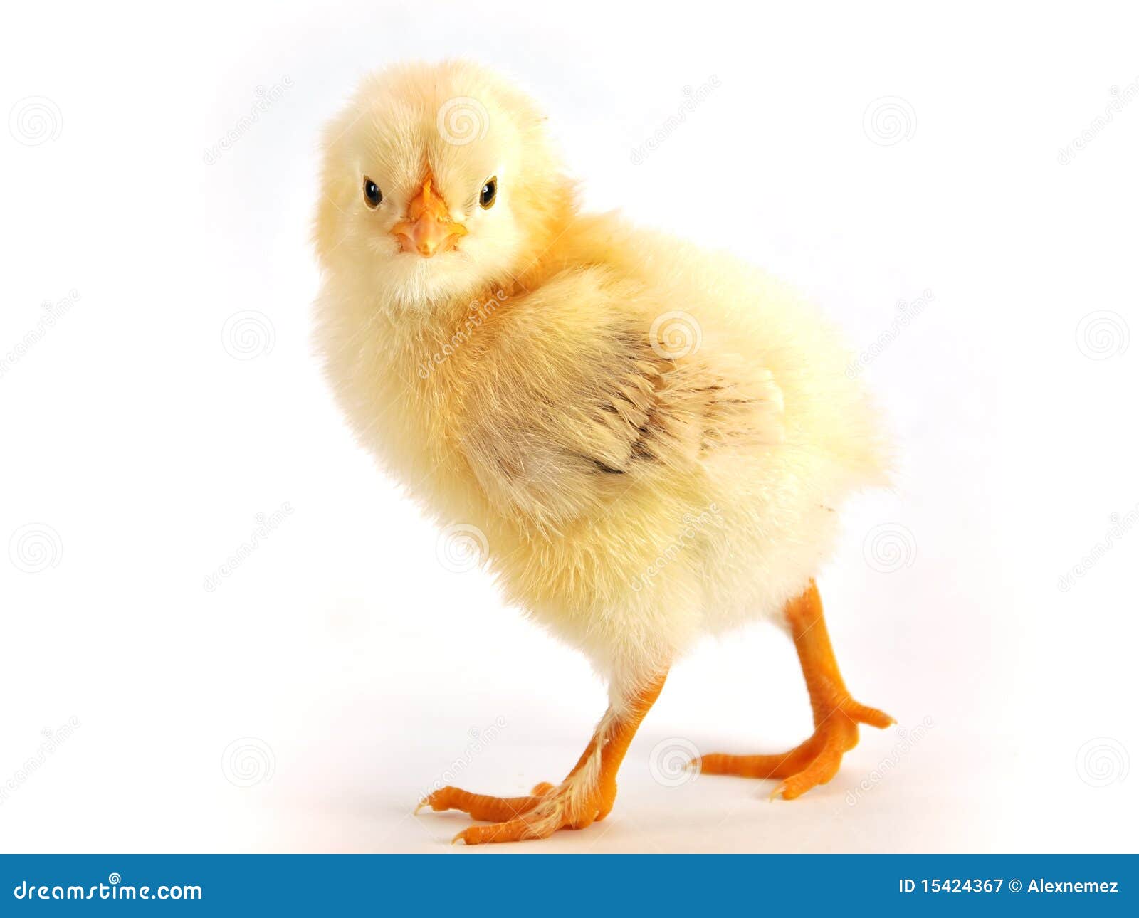 Pollo en blanco imagen de archivo. Imagen de carne, aislado - 15424367