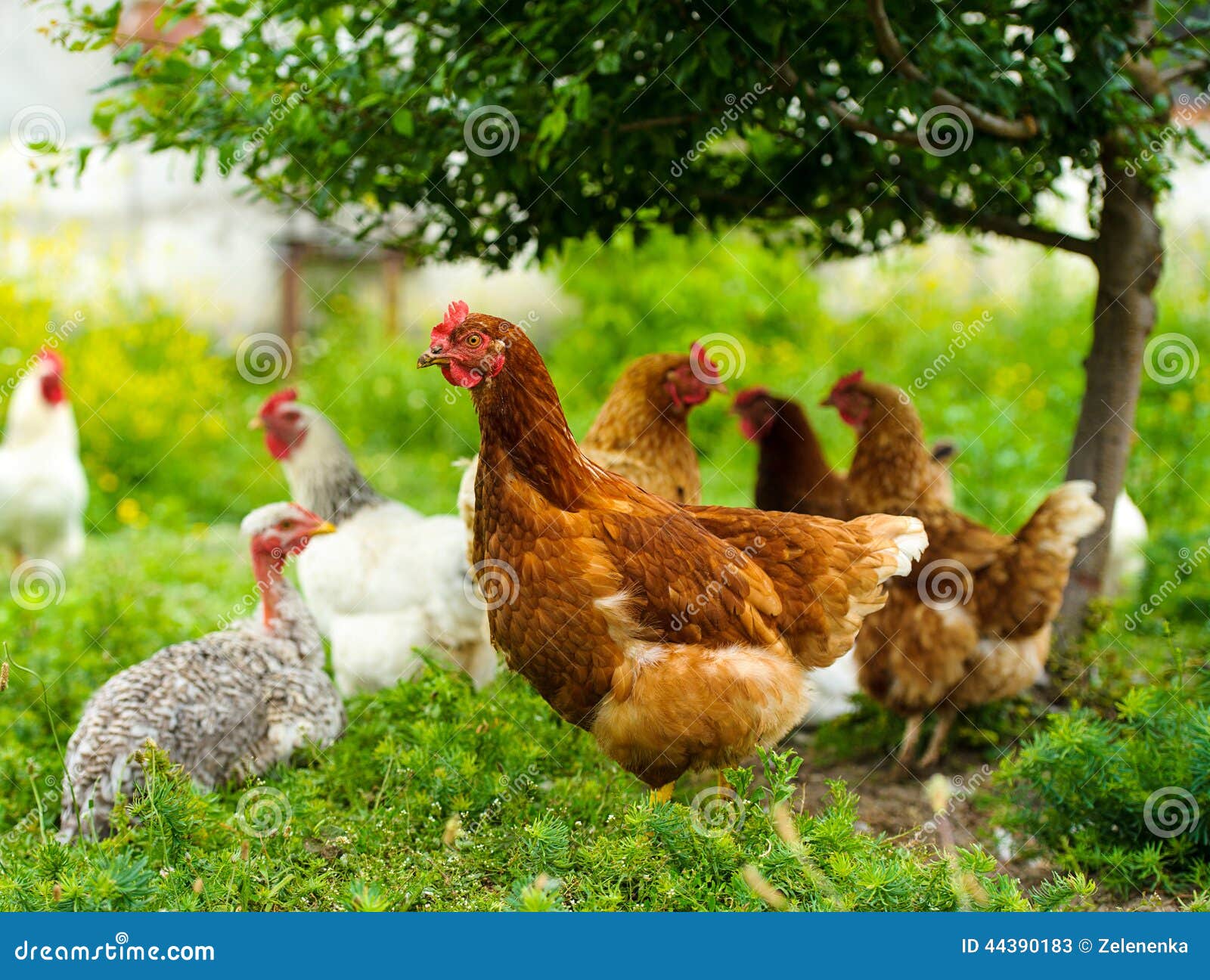 Pollo en la granja imagen de archivo. Imagen de caballo - 44390183