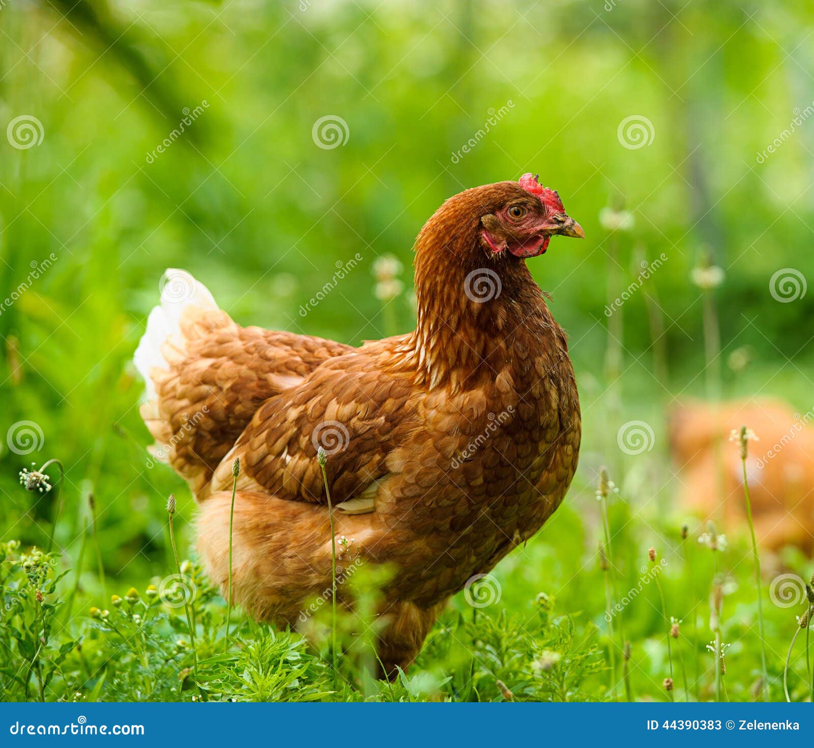 Pollo en la granja imagen de archivo. Imagen de crianza - 44390383