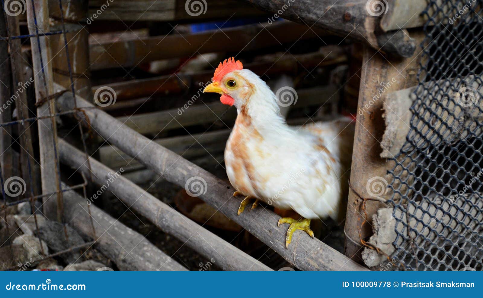 Pollo enano foto de archivo. Imagen de pico, ganado - 100009778
