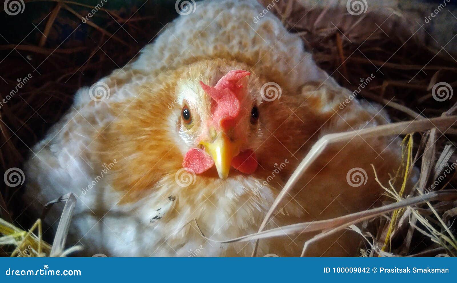 Pollo enano foto de archivo. Imagen de enano, granja - 100009842