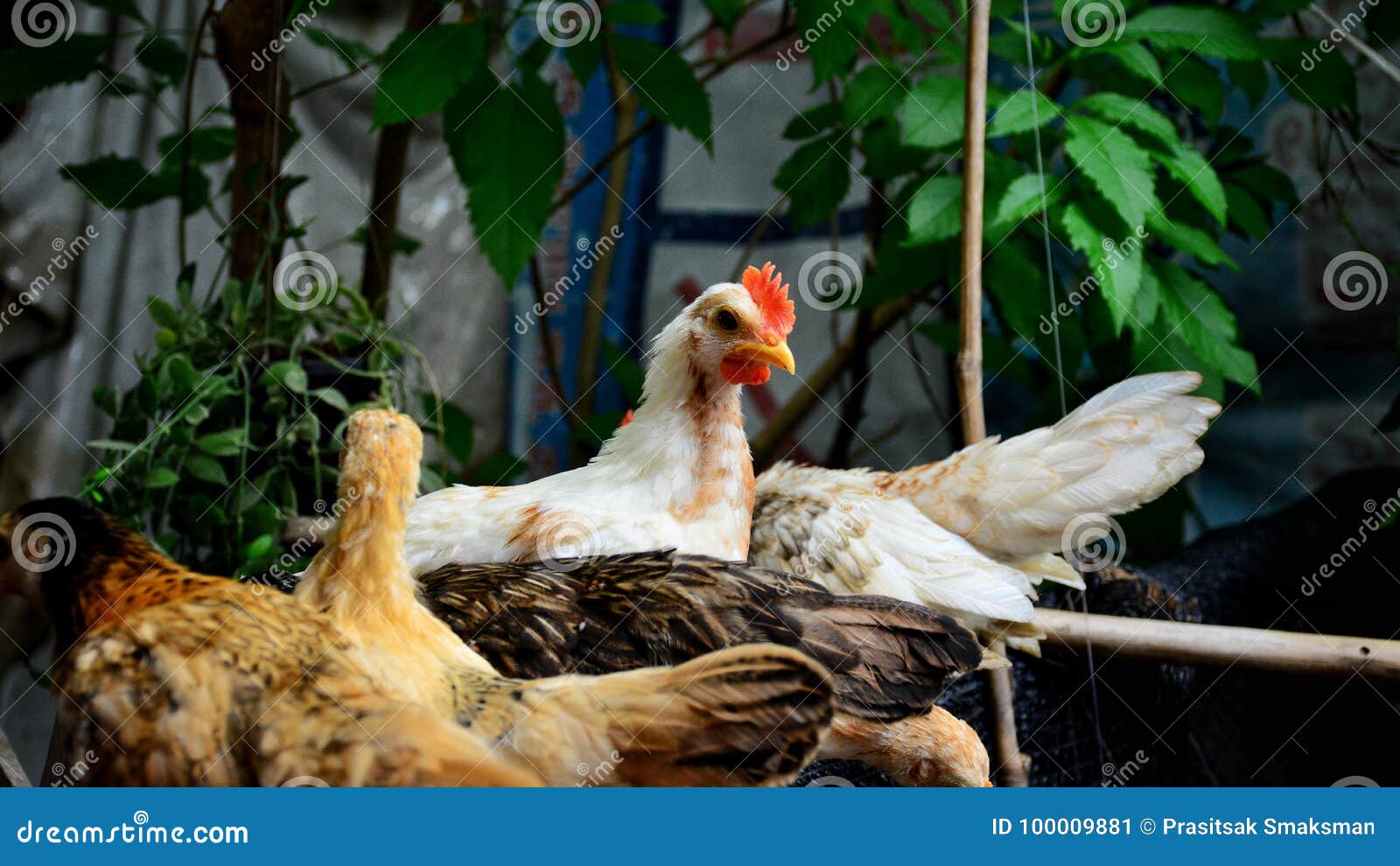 Pollo enano imagen de archivo. Imagen de pico, granja - 100009881