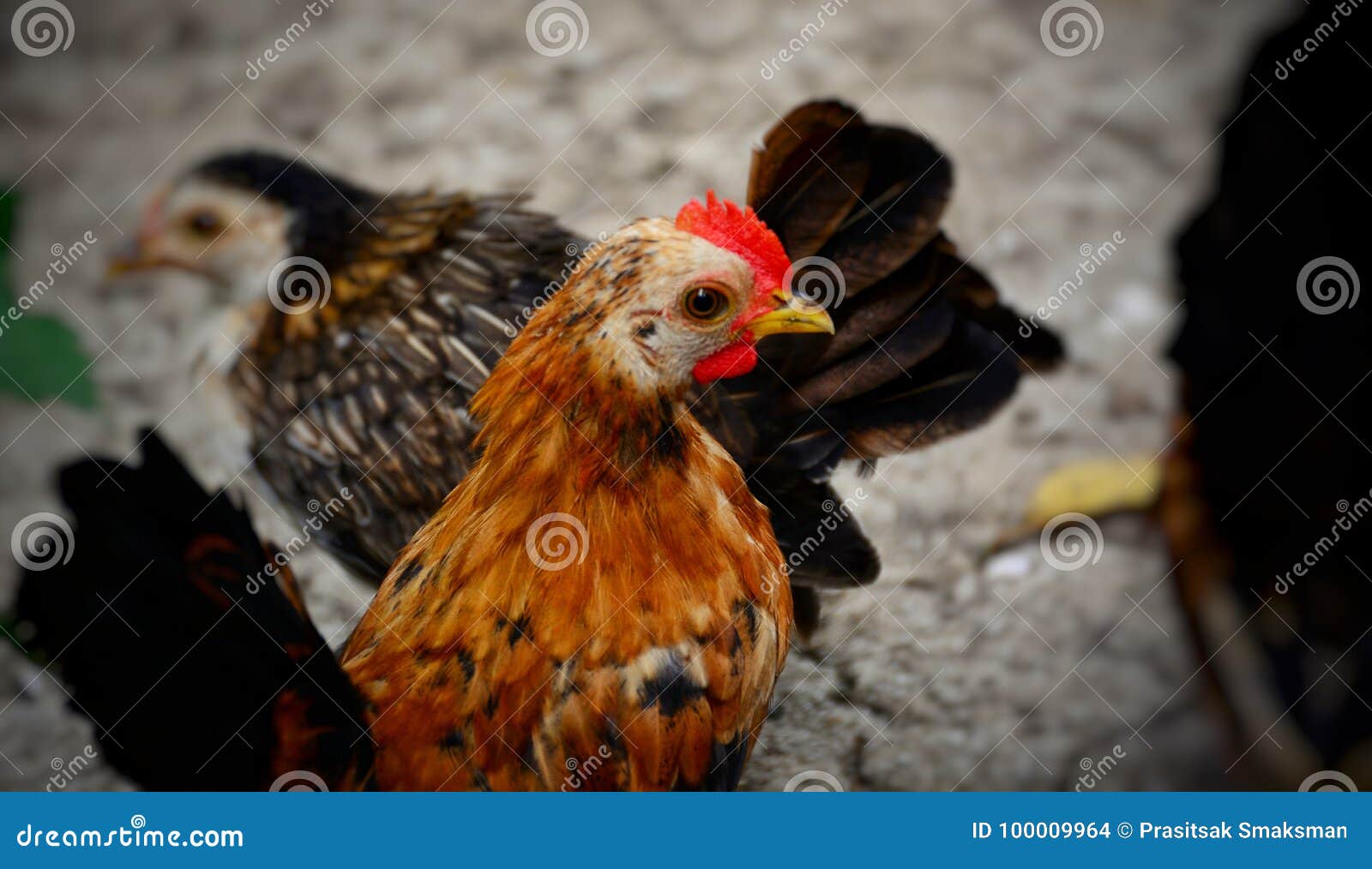 Pollo enano foto de archivo. Imagen de pico, mascotas - 100009964