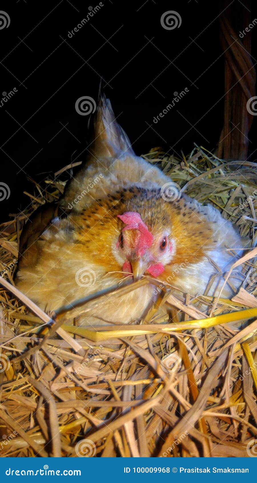 Pollo enano foto de archivo. Imagen de pico, pluma, animal - 100009968