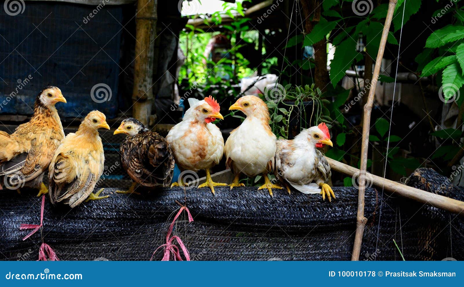 Pollo enano foto de archivo. Imagen de pollo, enano - 100010178