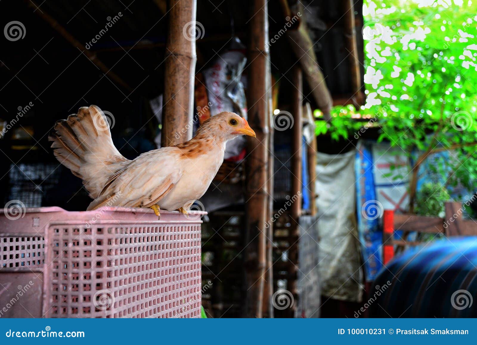 Pollo enano imagen de archivo. Imagen de mascotas, enano - 100010231