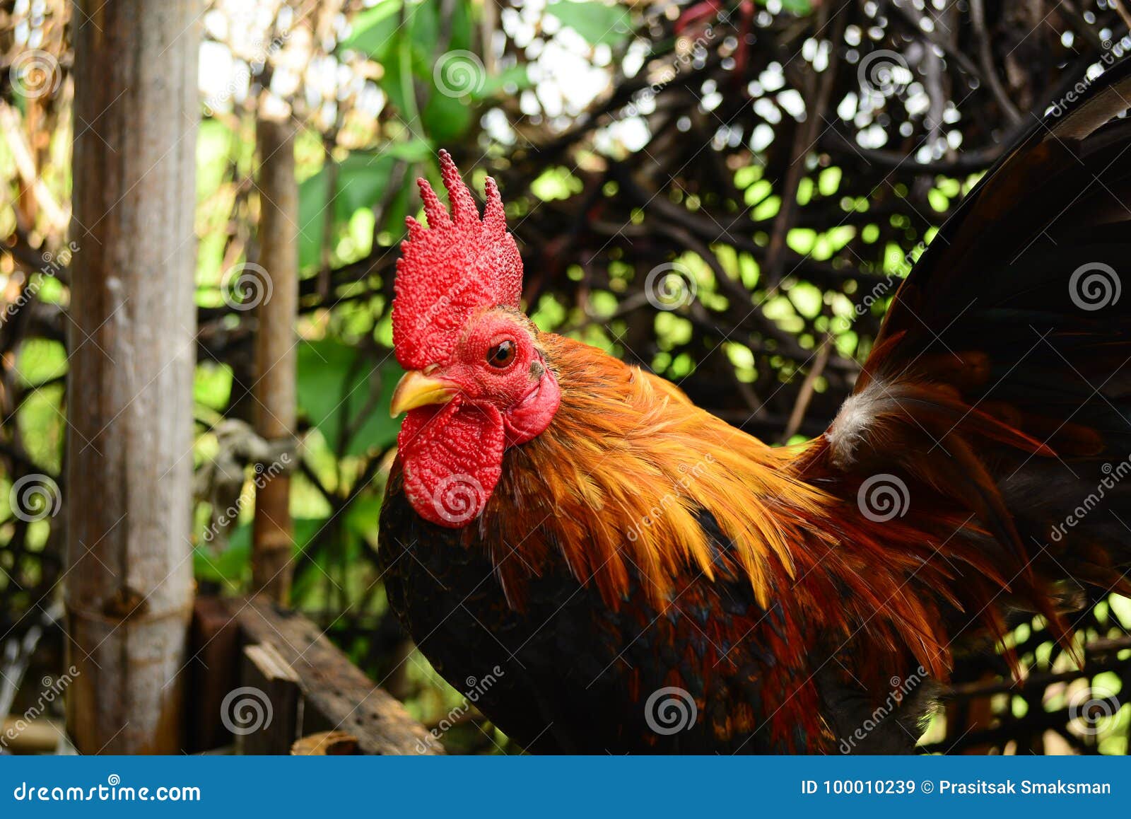 Pollo enano imagen de archivo. Imagen de gallo, animal - 100010239