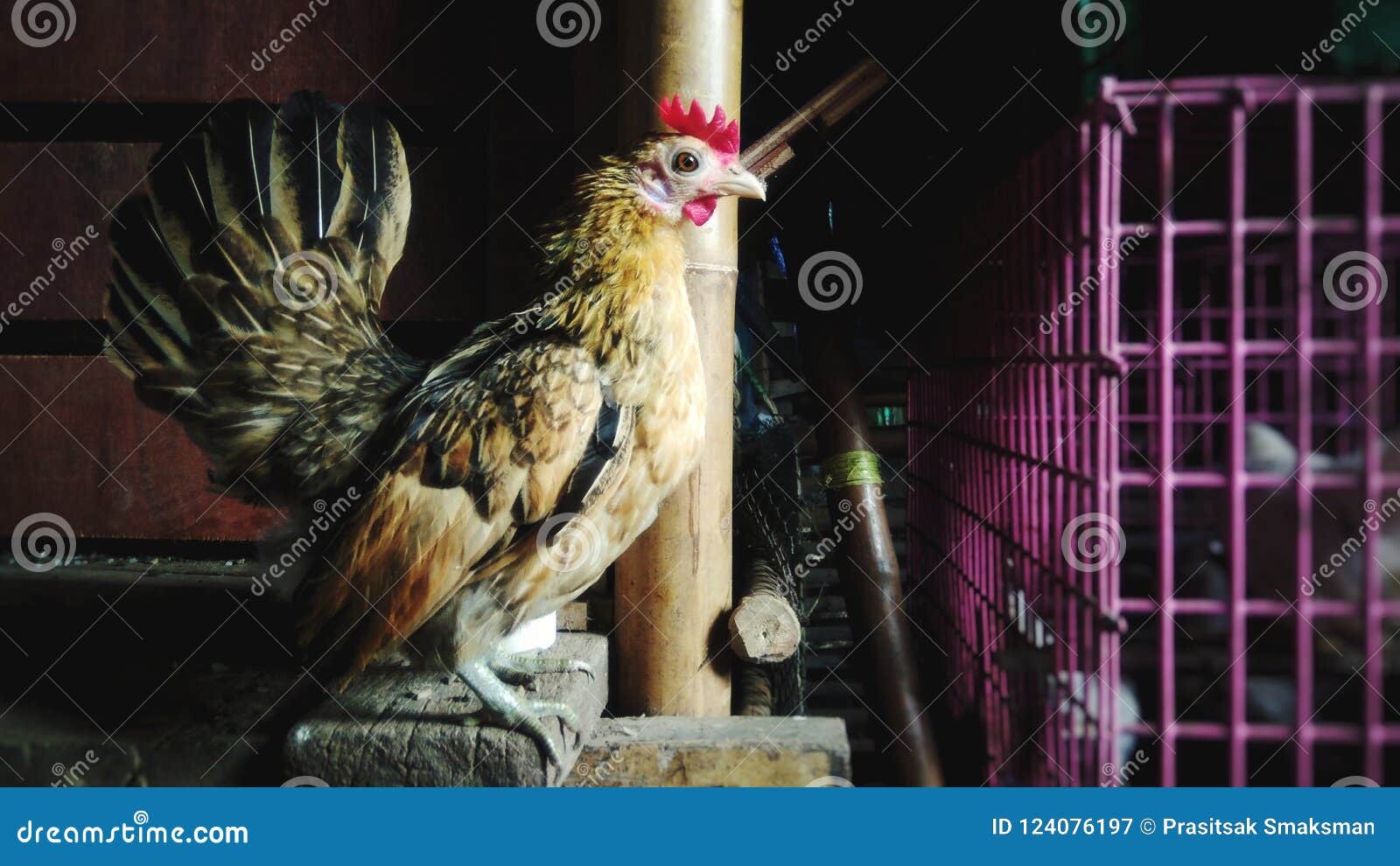 Pollo enano imagen de archivo. Imagen de mascota, pollo - 124076197