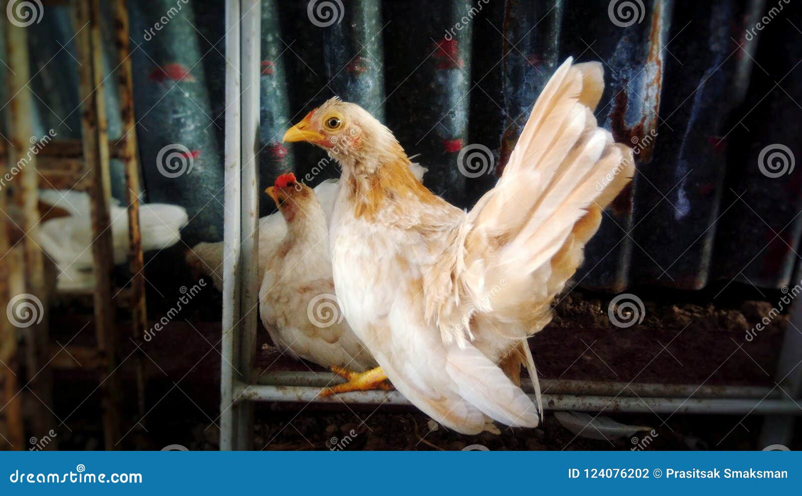 Pollo enano foto de archivo. Imagen de granja, gallina - 124076202