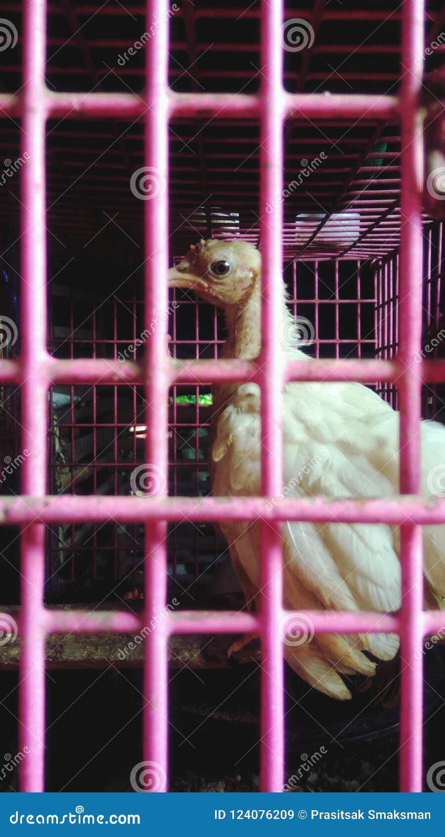 Pollo enano imagen de archivo. Imagen de pollo, gallina - 124076209