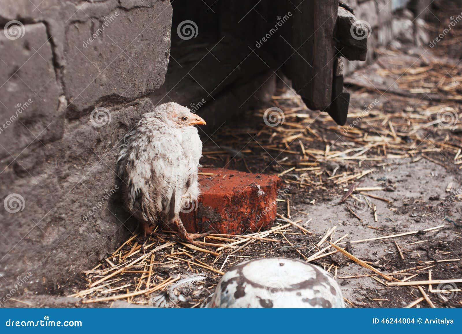 Pollo enfermo foto de archivo. Imagen de gripe, pollo - 46244004
