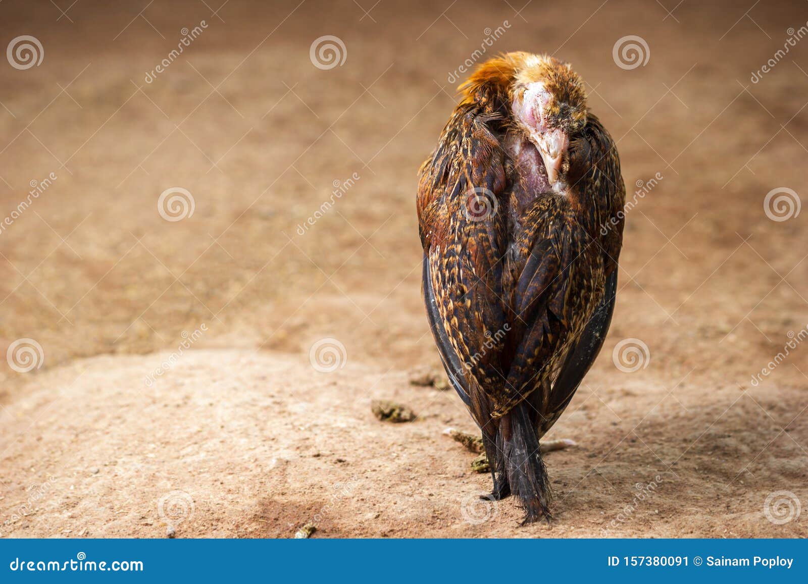 Pollo Enfermo En El Suelo En La Granja Imagen de archivo - Imagen de ...