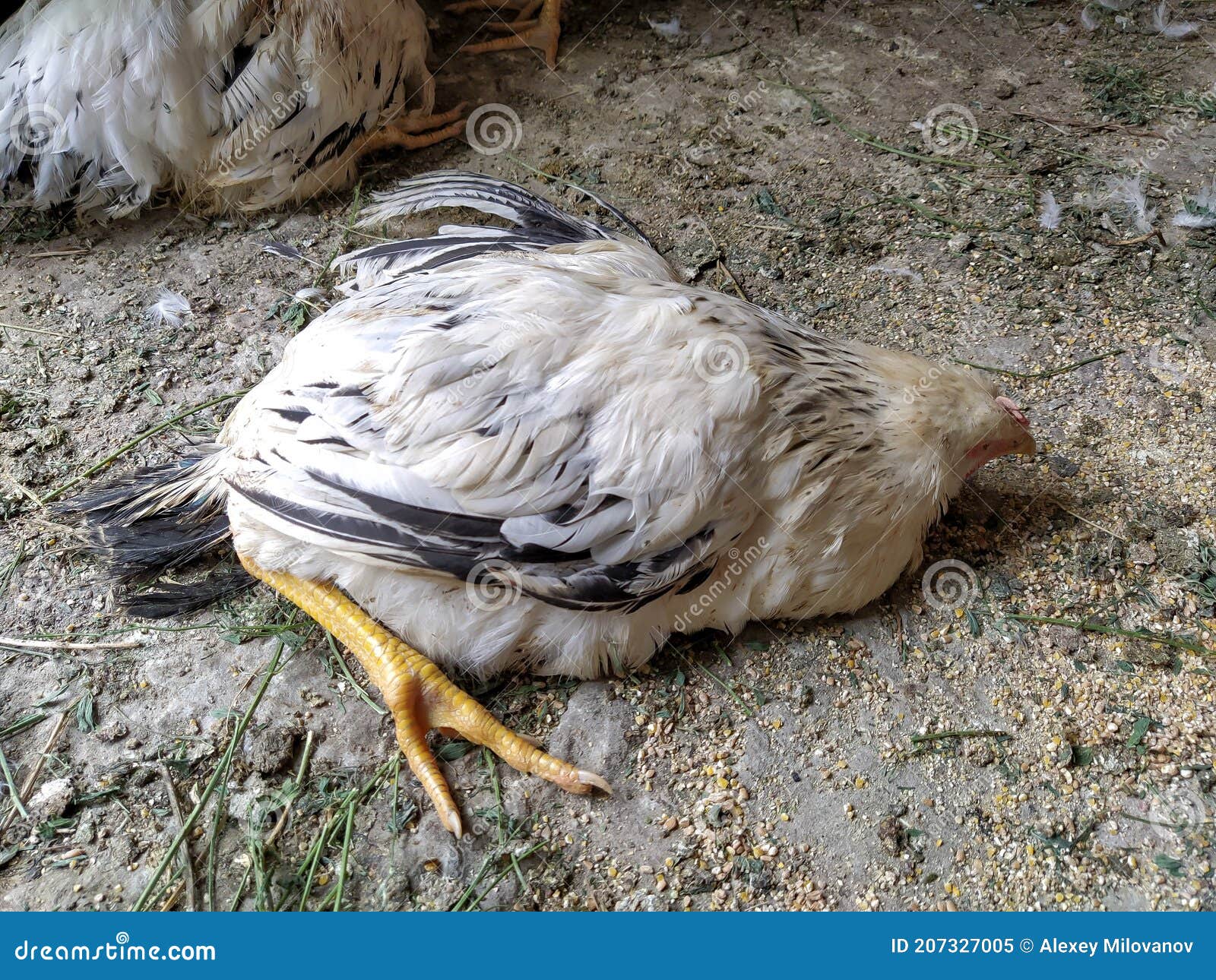 Pollo Enfermo Moribundo En Una Gallina En Una Granja Imagen de archivo ...