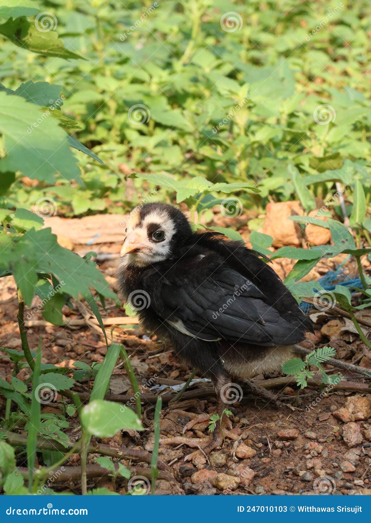 Pollo enfermo imagen de archivo. Imagen de roto, inmoral - 247010103