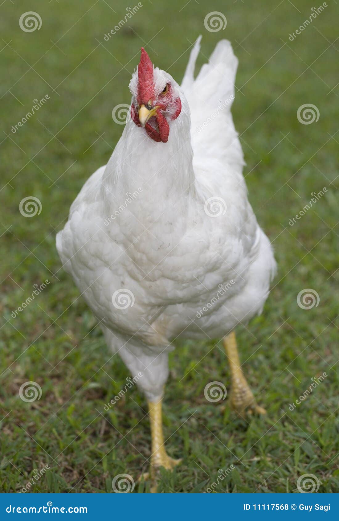 Pollo enojado foto de archivo. Imagen de blanco, plumas - 11117568