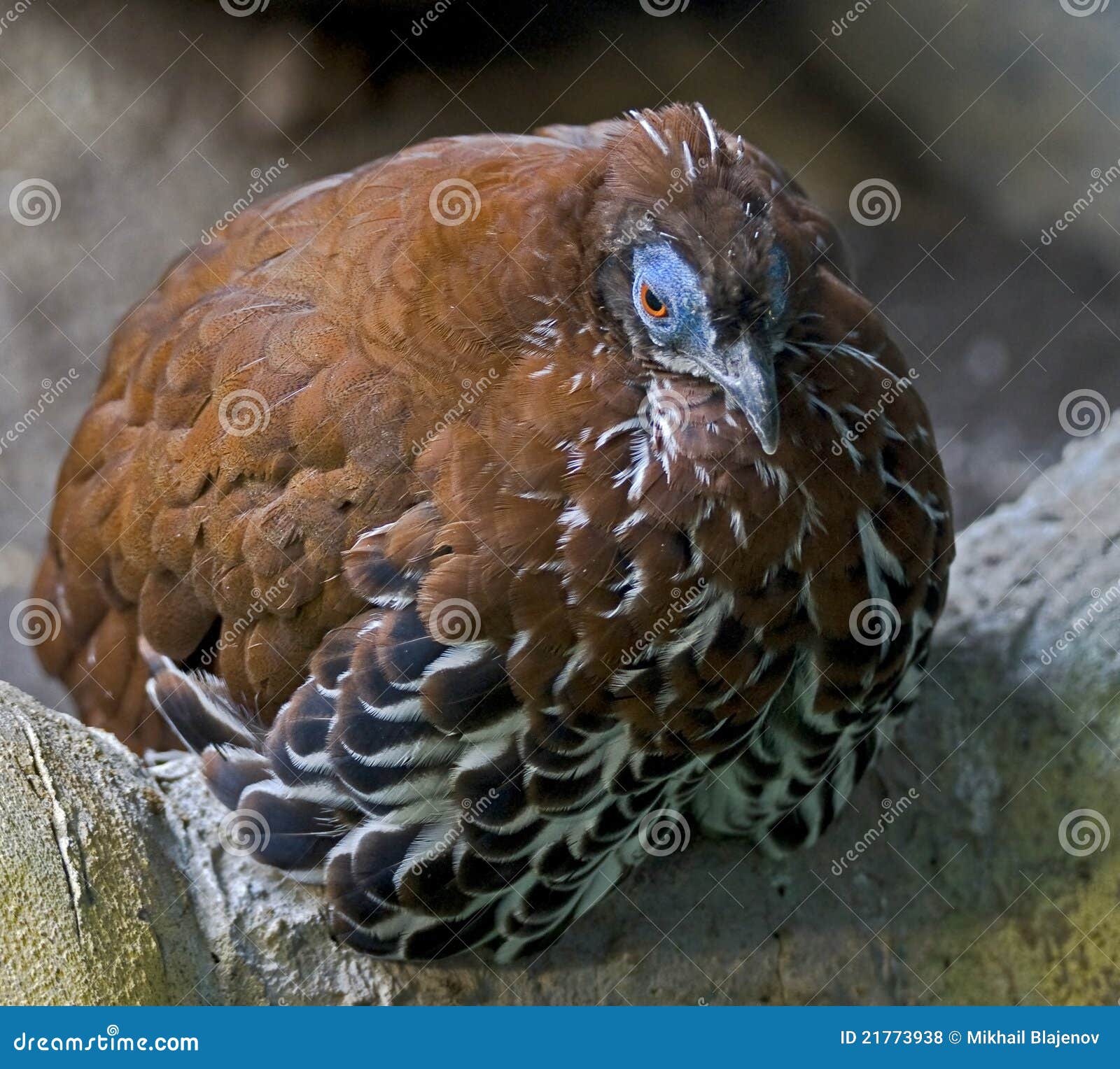 Pollo extraño 2 foto de archivo. Imagen de poultry, huevo - 21773938