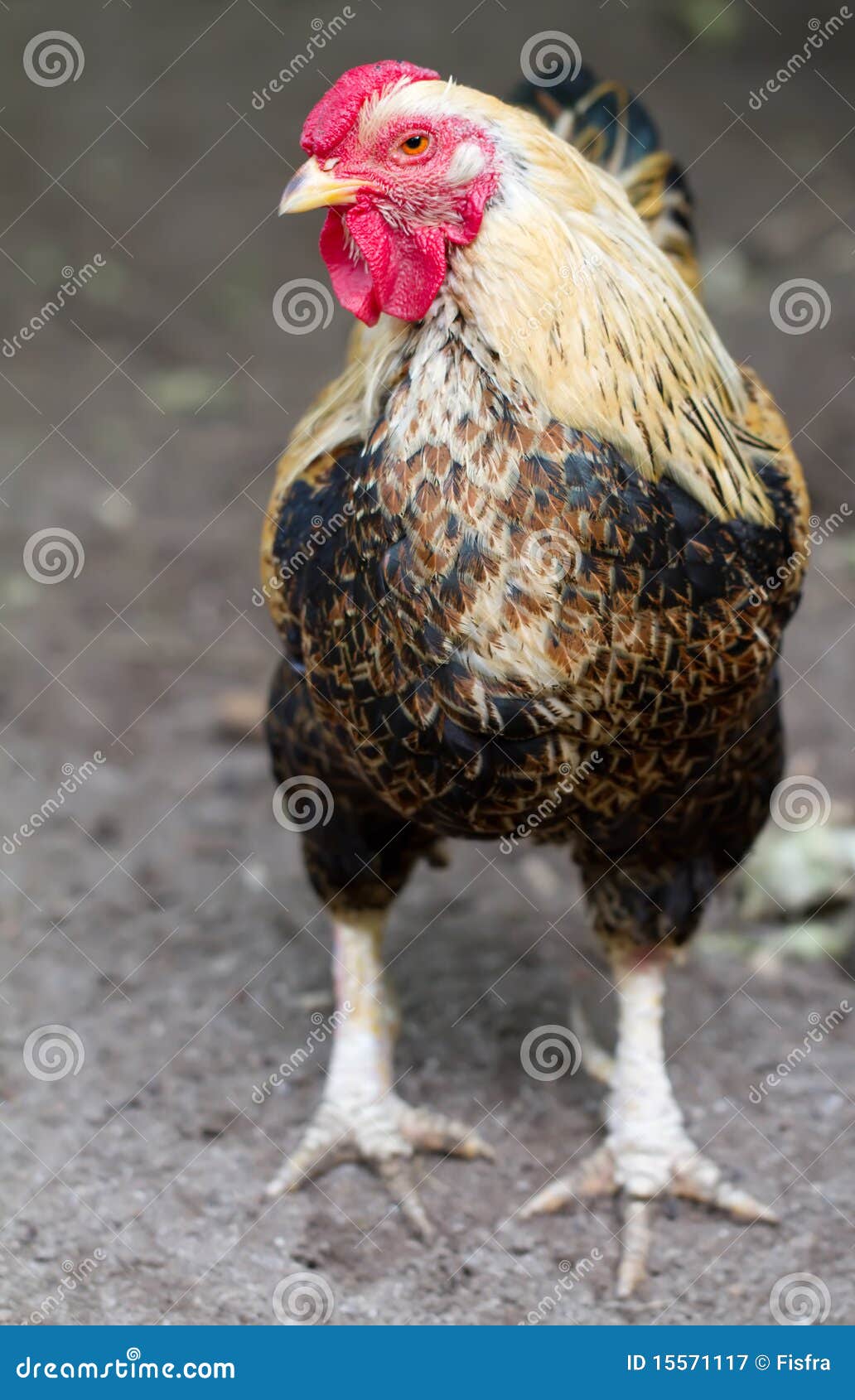 Pollo feliz imagen de archivo. Imagen de pico, granjero - 15571117