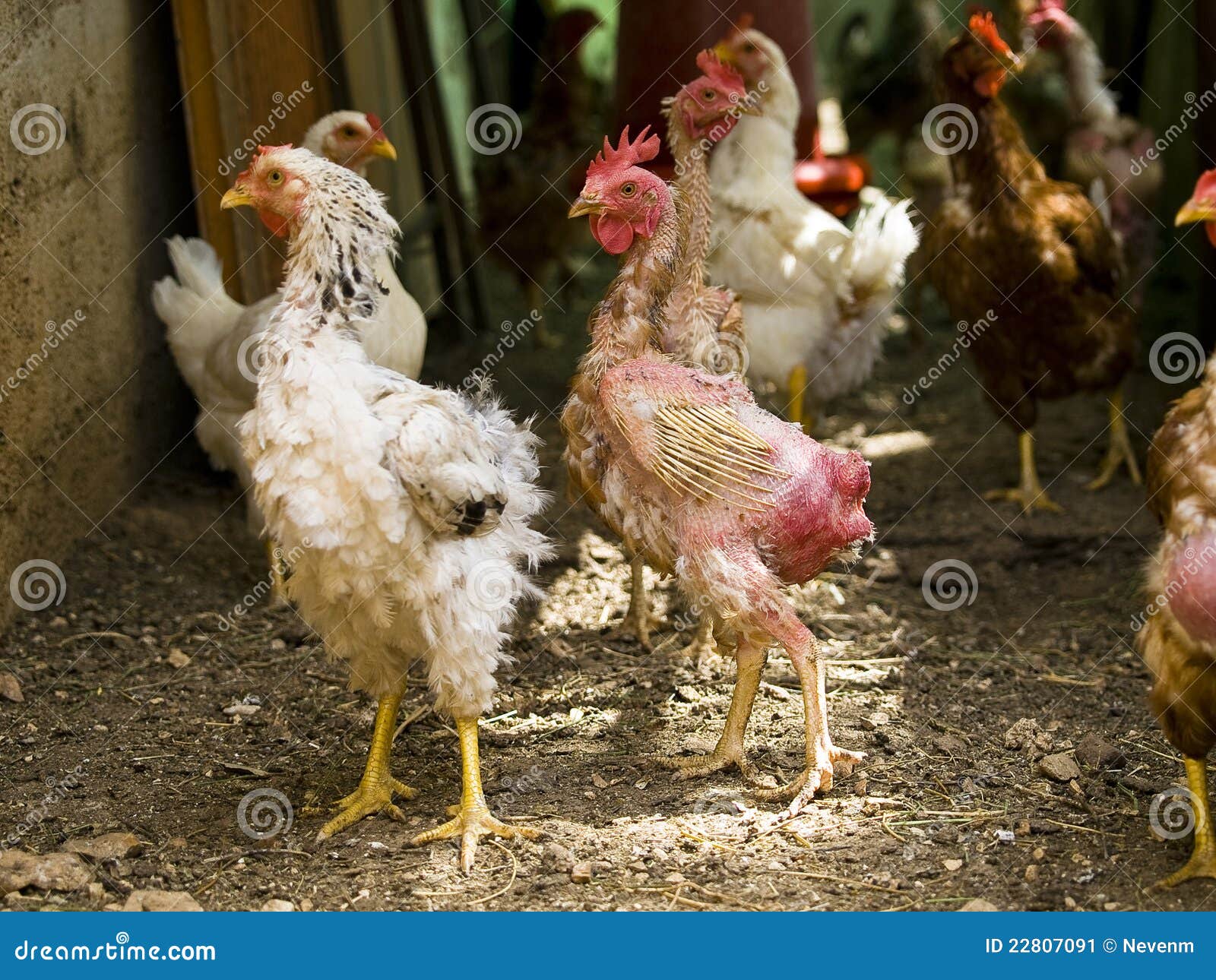 Pollo feo imagen de archivo. Imagen de ganados, granja - 22807091