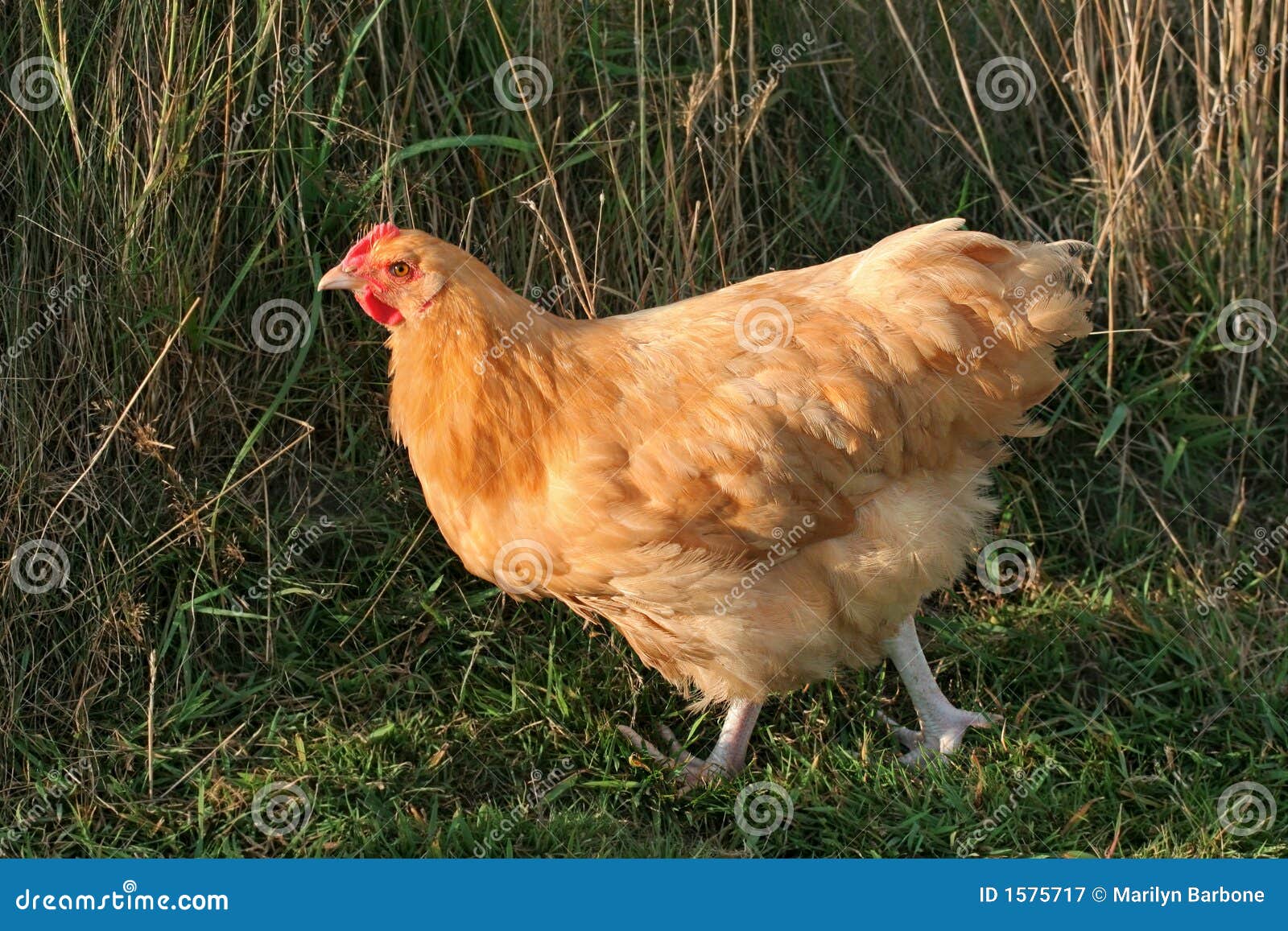 Pollo Giallo Cuoio Di Orpington Immagine Stock - Immagine di alimento ...