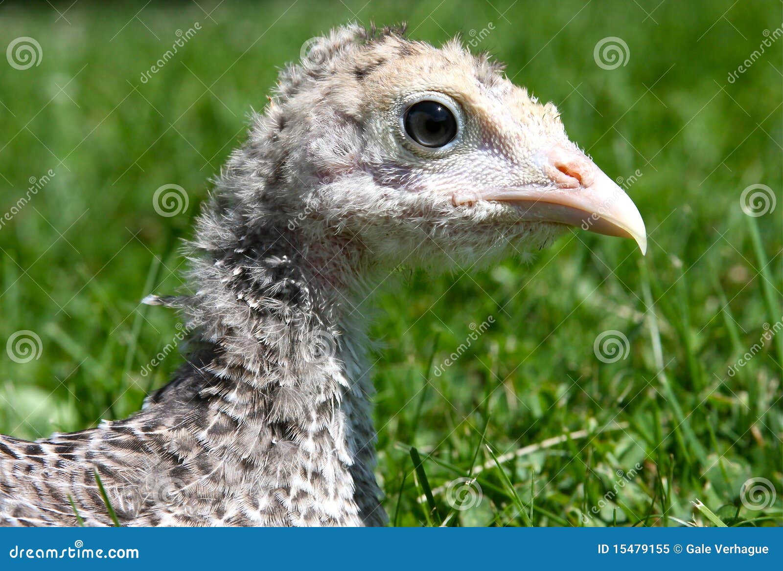 Pollo Giovane Della Turchia Immagine Stock - Immagine di faccia, rurale ...