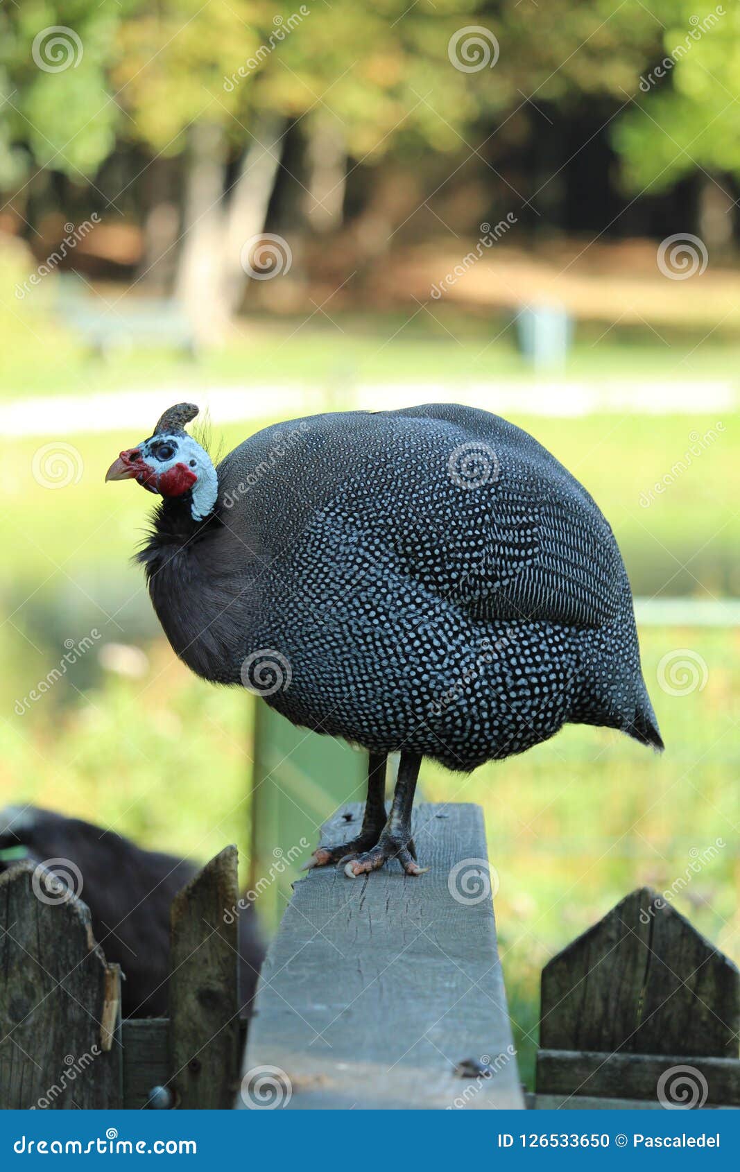 Pollo grande foto de archivo. Imagen de animales, animal - 126533650