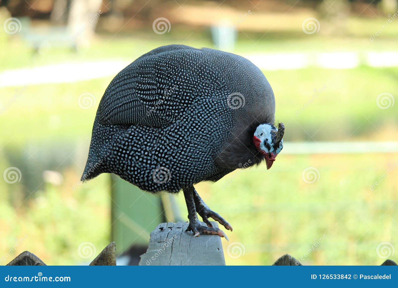 Pollo grande foto de archivo. Imagen de poultry, pollos - 126533842