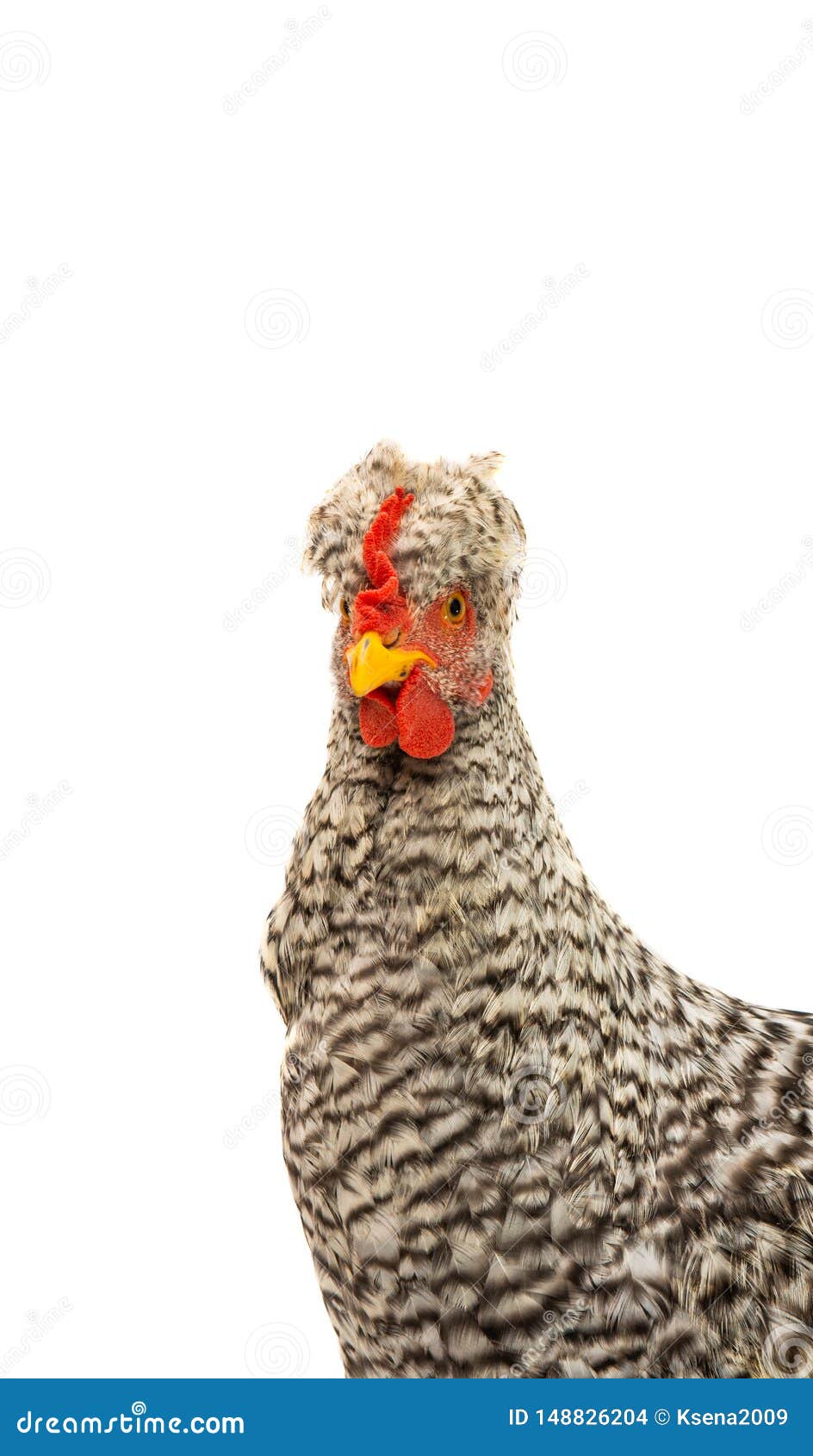 Pollo joven aislado foto de archivo. Imagen de mascotas - 148826204