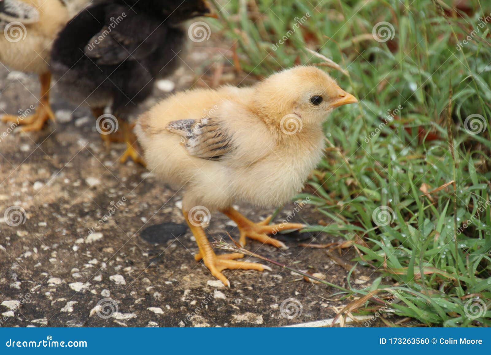 Pollo joven foto de archivo. Imagen de cubo, animal - 173263560