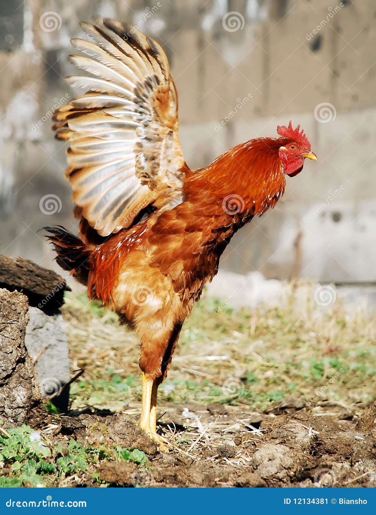 Pollo Lindo Imagen de archivo - Imagen: 12134381