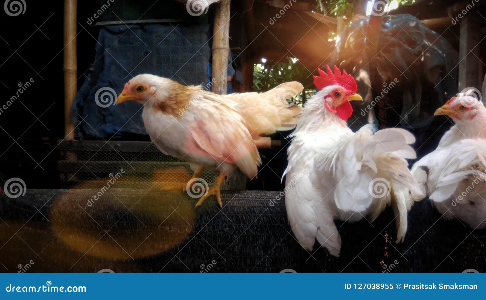 Pollo lindo imagen de archivo. Imagen de lindo, poultry - 127038955