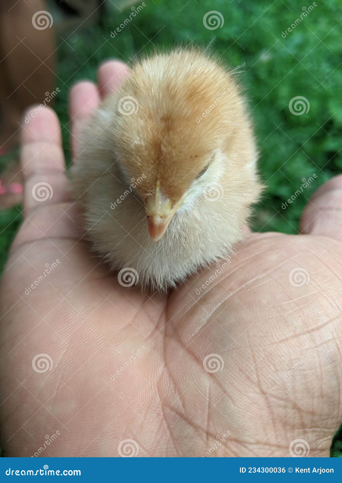 Pollo lindo foto de archivo. Imagen de waterfowl, lindo - 234300036