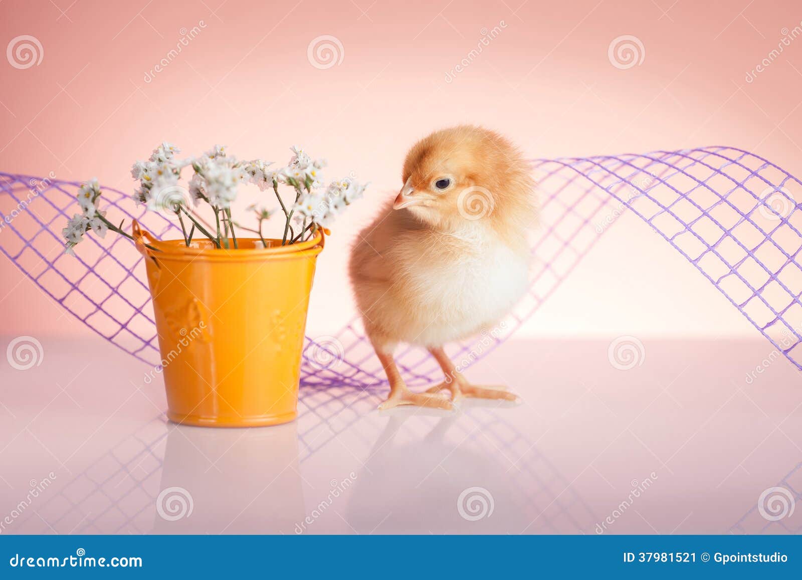 Pollo lindo del bebé imagen de archivo. Imagen de pastel - 37981521