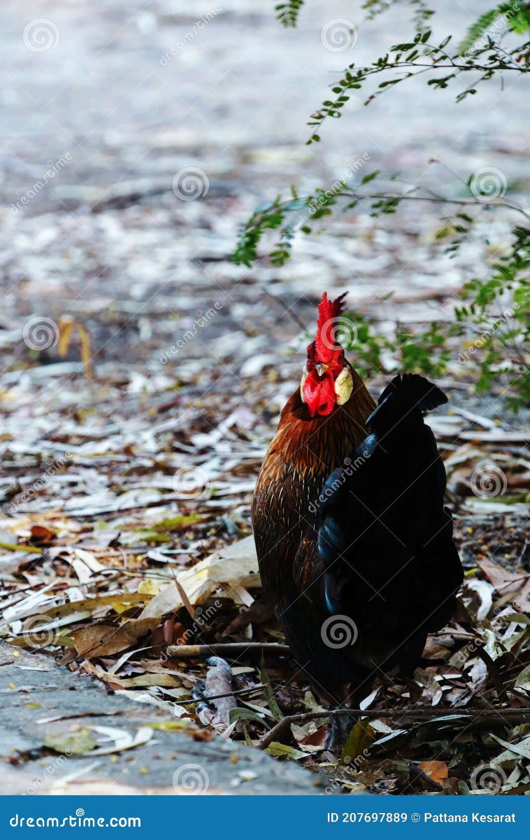 Pollo macho en el bosque imagen de archivo. Imagen de pollo - 207697889