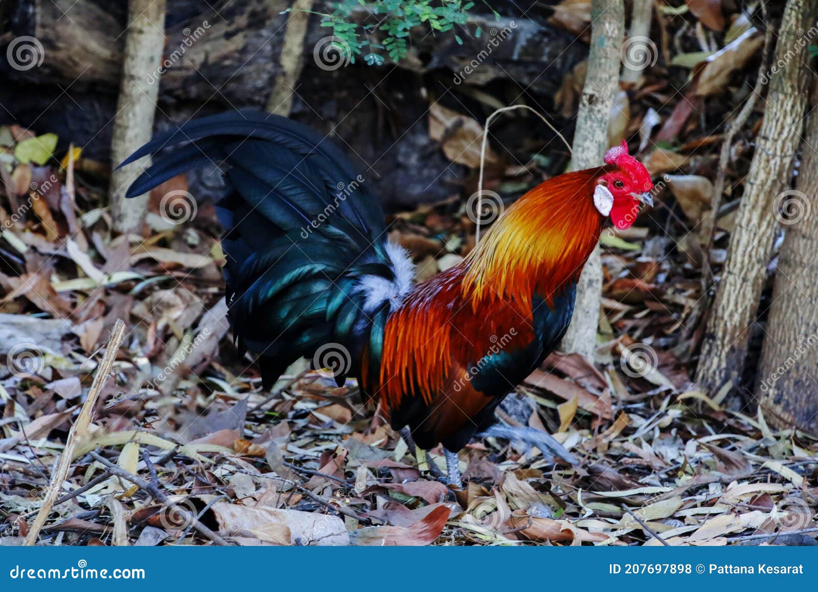Pollo macho en el bosque foto de archivo. Imagen de rural - 207697898
