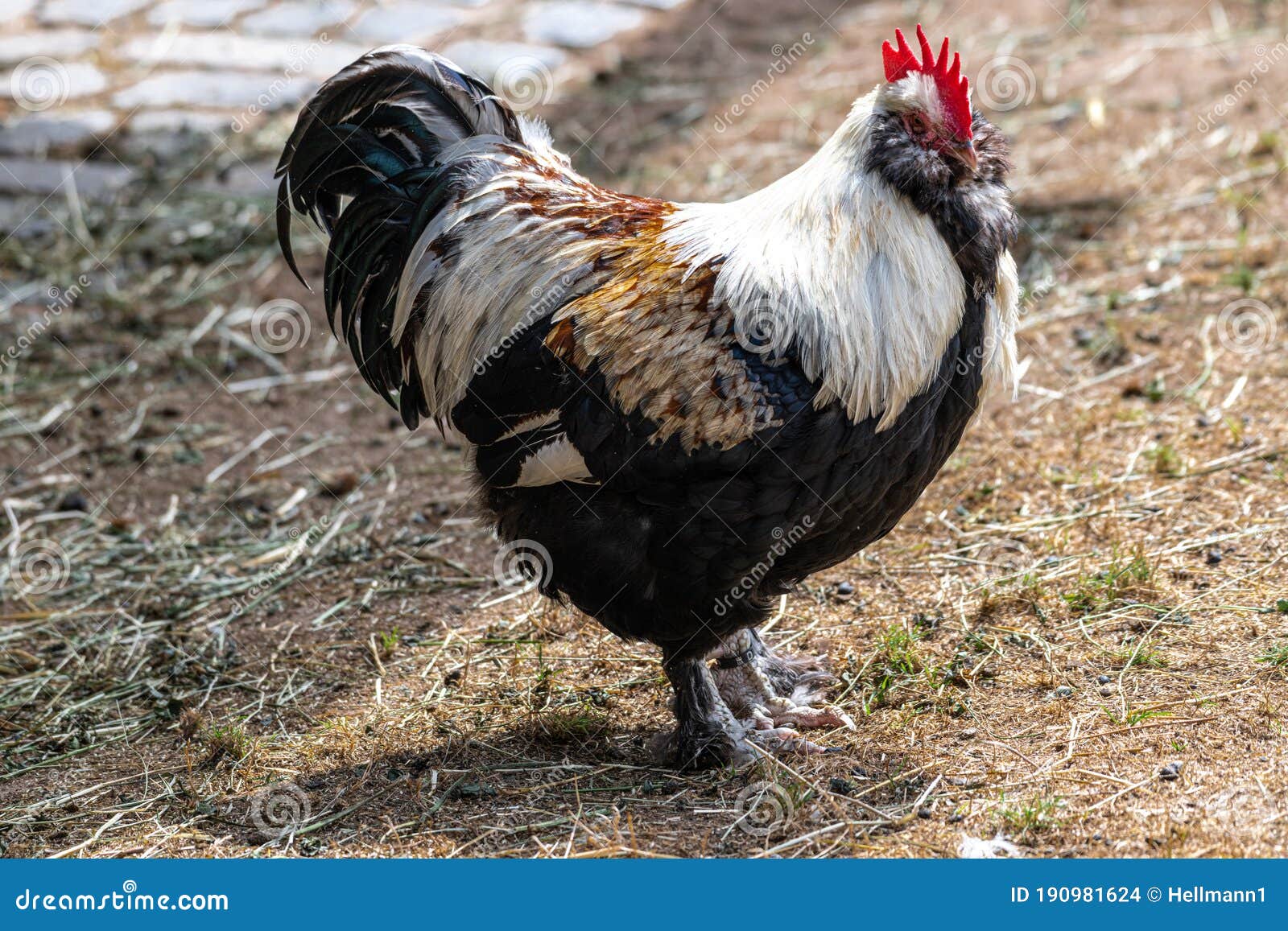 Pollo macho faverolles foto de archivo. Imagen de rural - 190981624