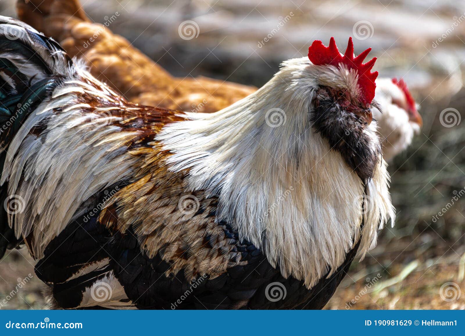 Pollo macho faverolles imagen de archivo. Imagen de poultry - 190981629
