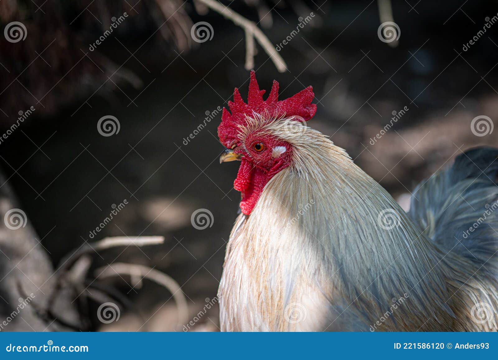 Pollo Macho Lavender Pekin Bantam Foto de archivo - Imagen de doméstico ...