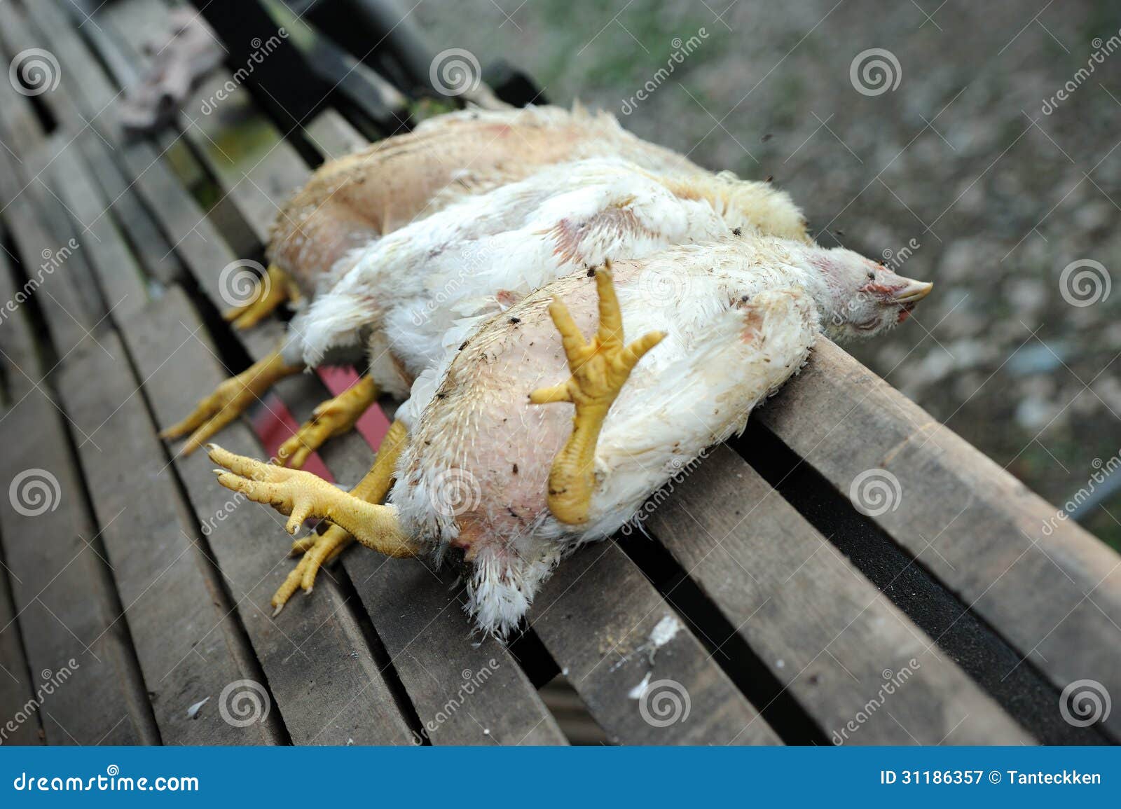 Pollo Muerto En Granja Avícola Imagen de archivo - Imagen de pico ...