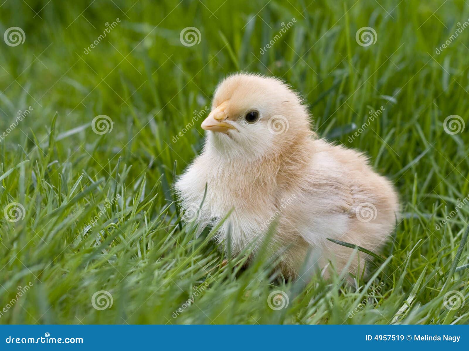 Pollo mullido lindo imagen de archivo. Imagen de negro - 4957519