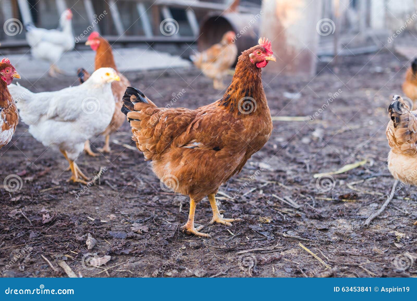 Pollo Nacional De La Granja Imagen de archivo - Imagen de alimento ...